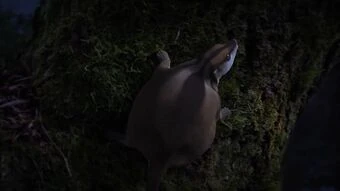 Volaticotherium | Project Zoo Wiki | Fandom