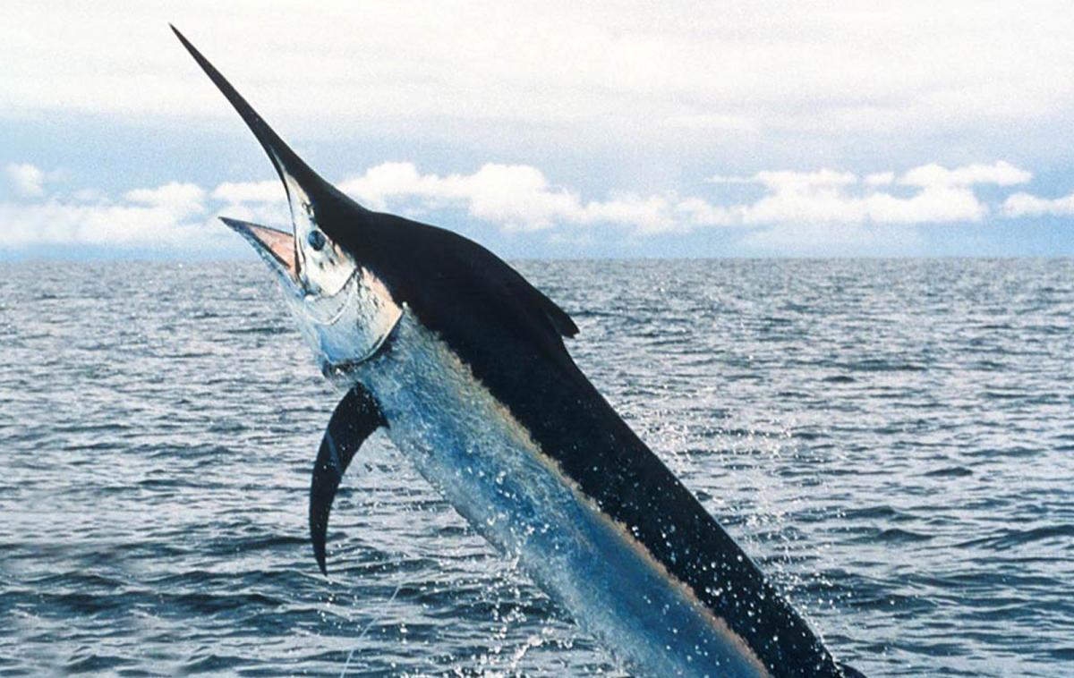 Atlantic Blue Marlin | Project Zoo Wiki | Fandom
