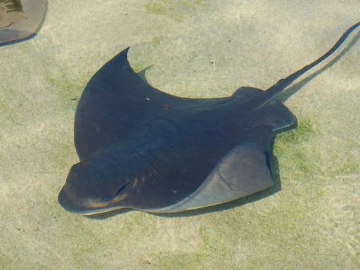 Bat Ray | Project Zoo Wiki | Fandom