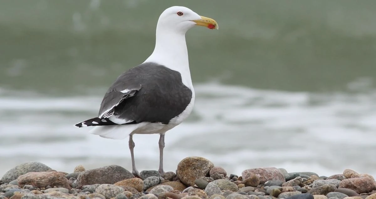 Great Black-backed Gull | Project Zoo Wiki | Fandom