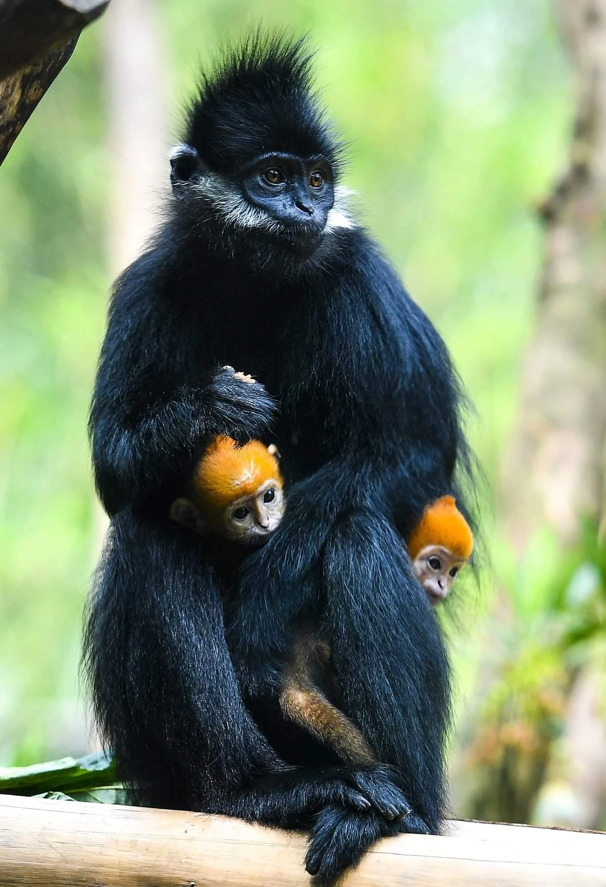 François' Langur | Project Zoo Wiki | Fandom