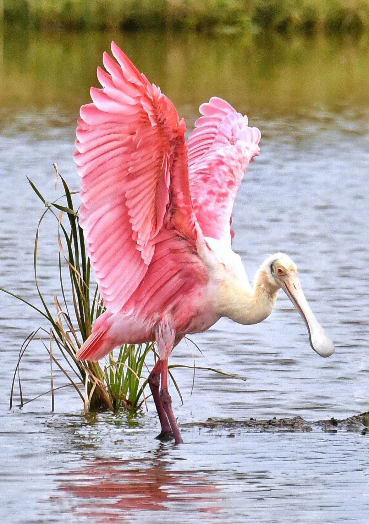 Roseate Spoonbill | Project Zoo Wiki | Fandom