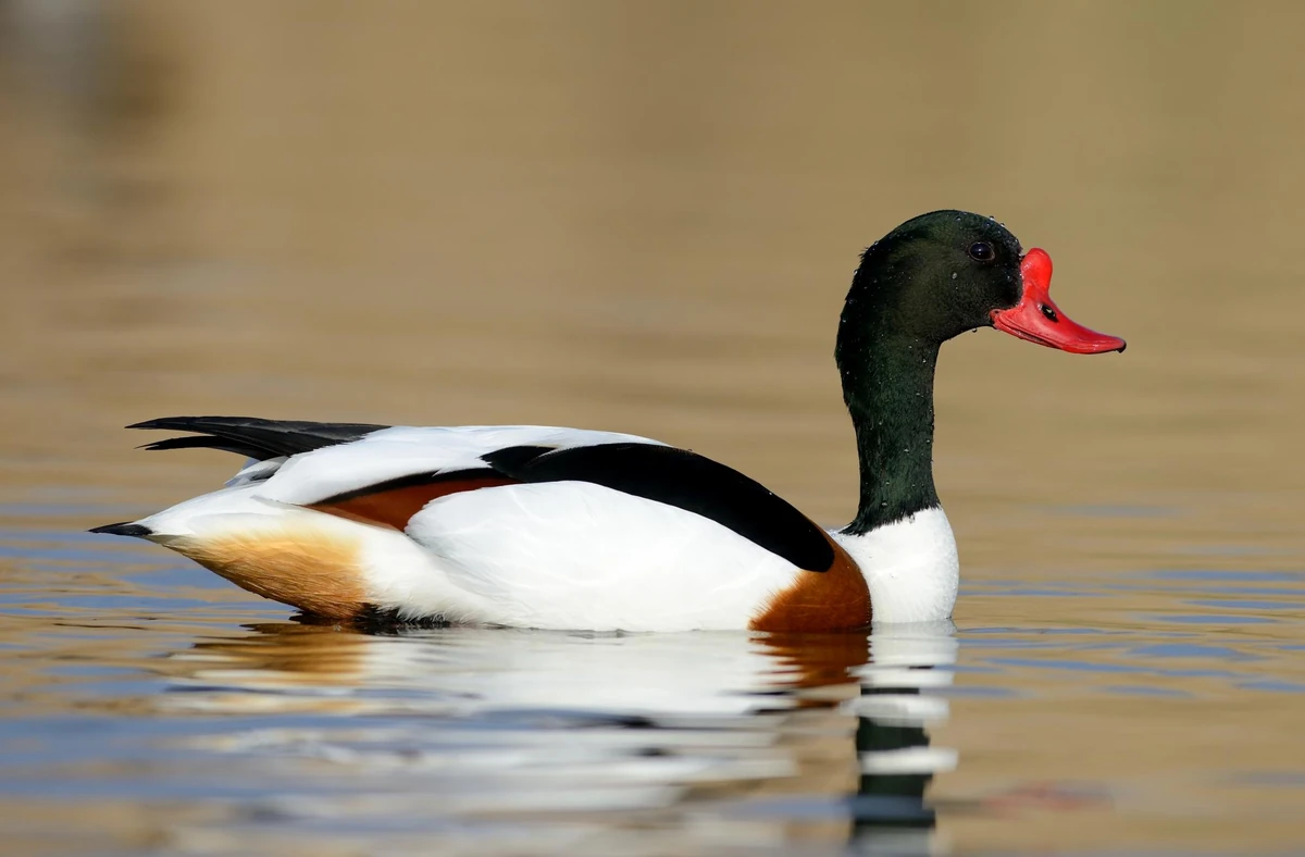 Common Shelduck | Project Zoo Wiki | Fandom