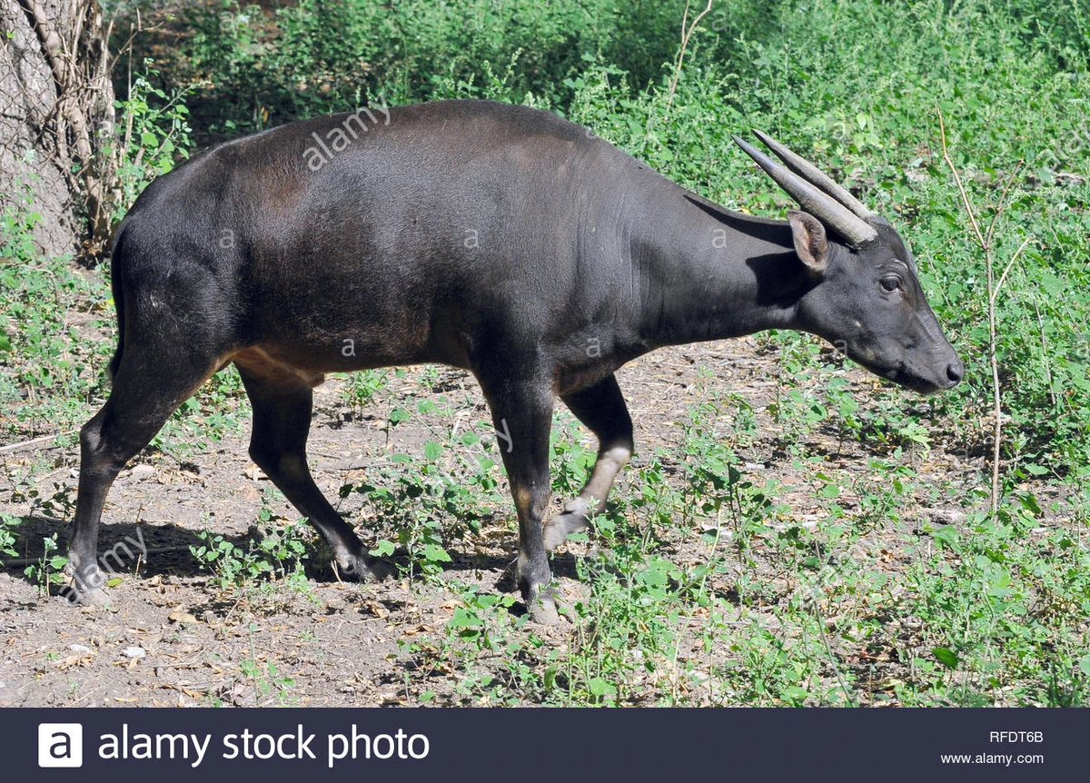 Lowland Anoa | Project Zoo Wiki | Fandom