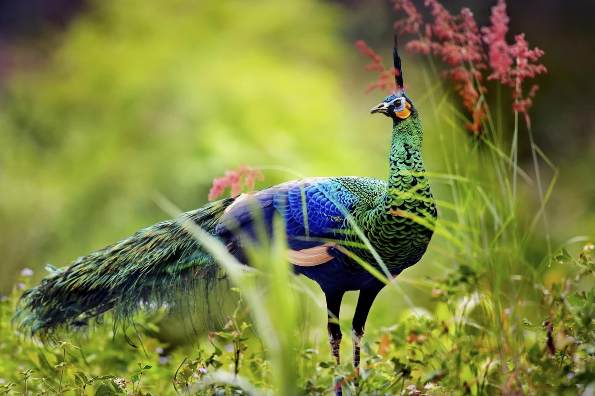 Green Peafowl | Project Zoo Wiki | Fandom