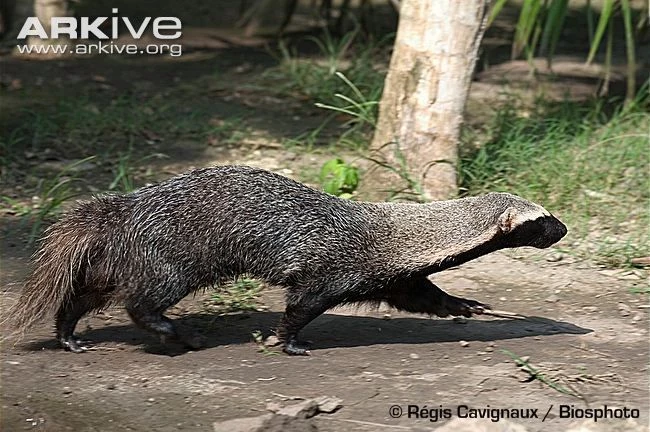 Greater Grison | Project Zoo Wiki | Fandom