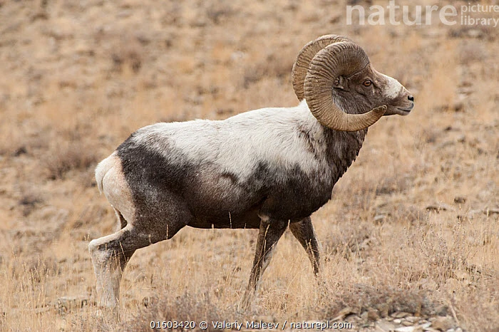 Argali | Project Zoo Wiki | Fandom