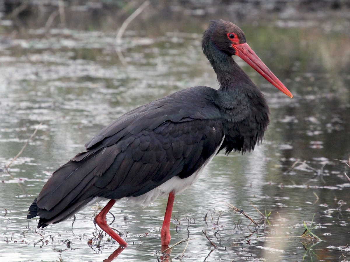 Black Stork | Project Zoo Wiki | Fandom