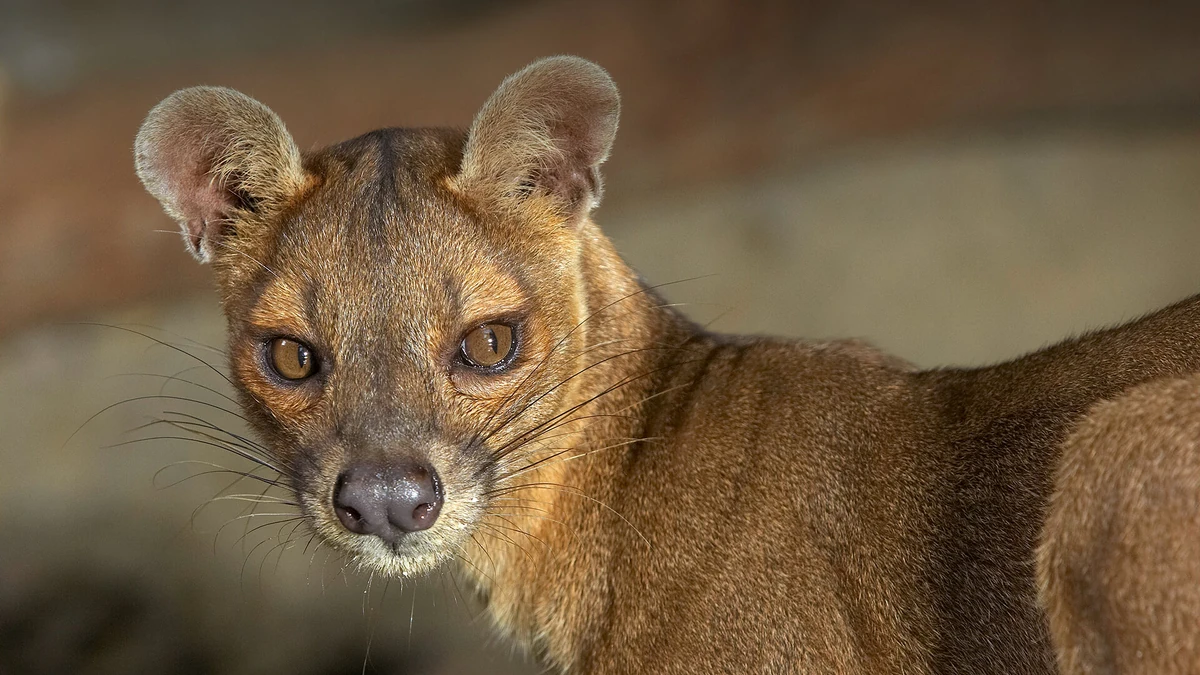 Fossa | Project Zoo Wiki | Fandom