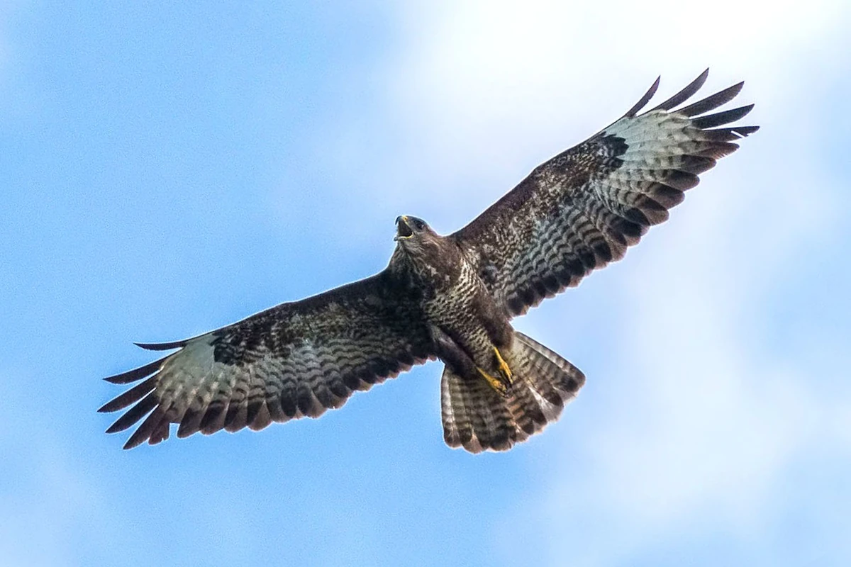 Common Buzzard | Project Zoo Wiki | Fandom
