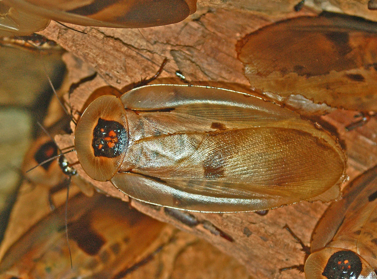 Cave Cockroach | Project Zoo Wiki | Fandom