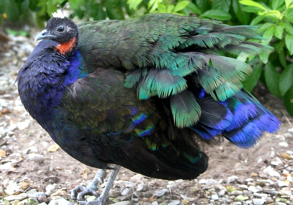 Congo Peafowl | Project Zoo Wiki | Fandom