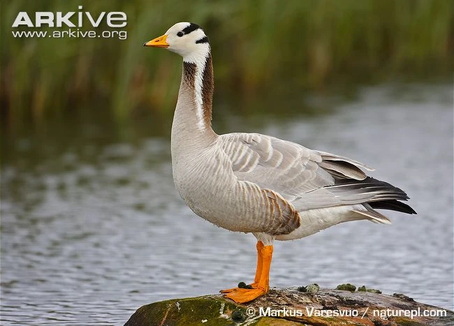 Bar-headed Goose | Project Zoo Wiki | Fandom