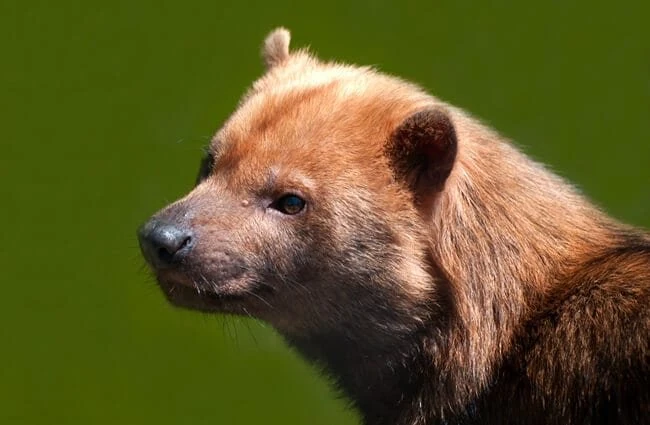 Bush Dog | Project Zoo Wiki | Fandom