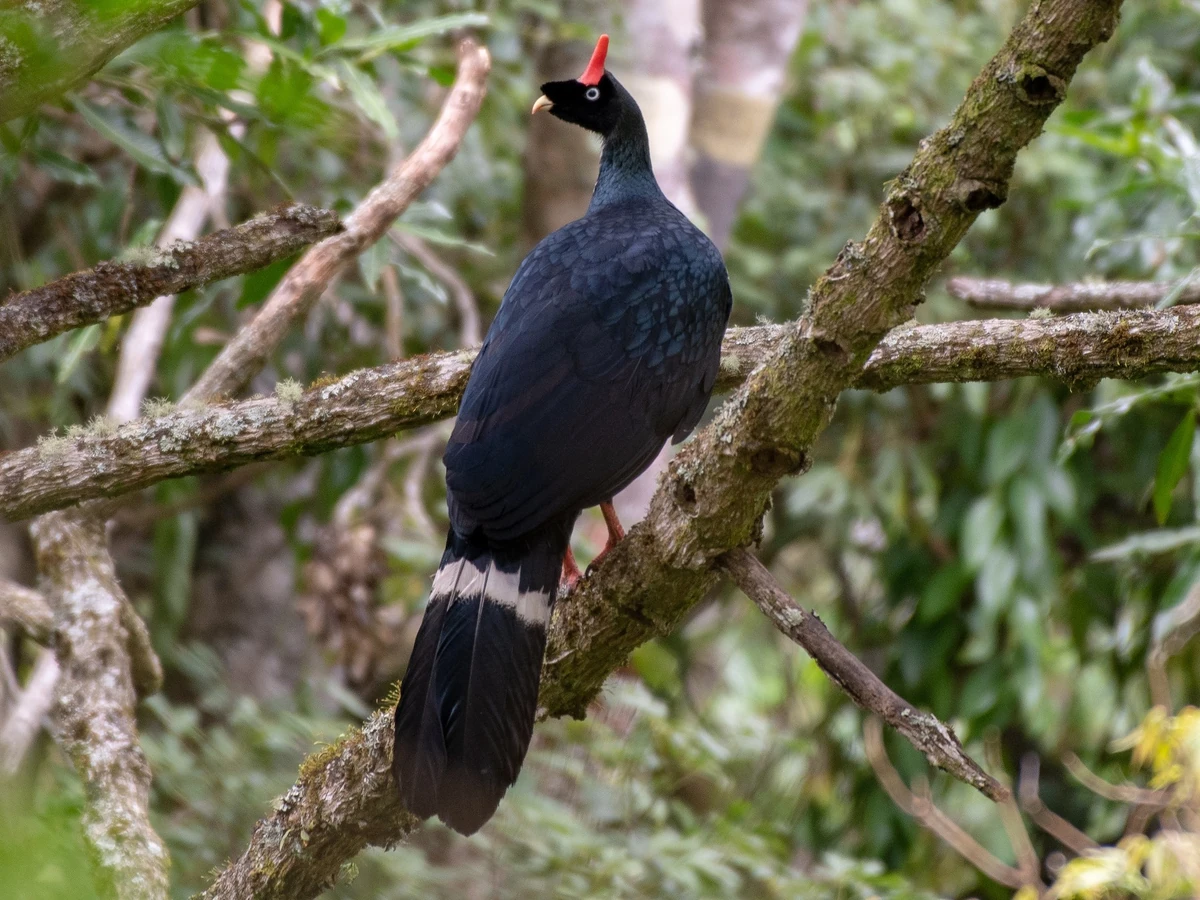 Horned Guan | Project Zoo Wiki | Fandom