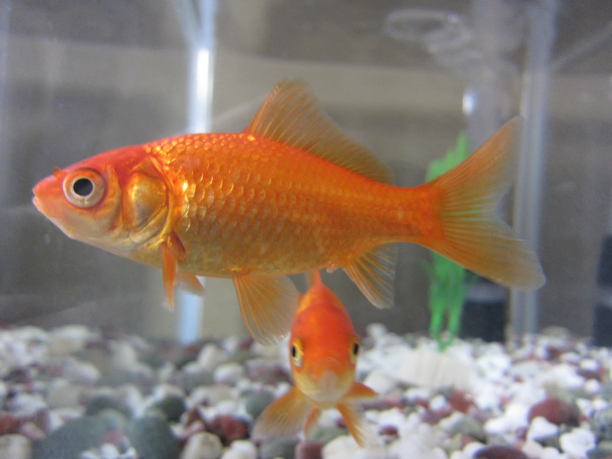 Goldfish | Project Zoo Wiki | Fandom