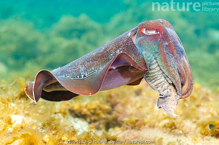 Australian Giant Cuttlefish | Project Zoo Wiki | Fandom