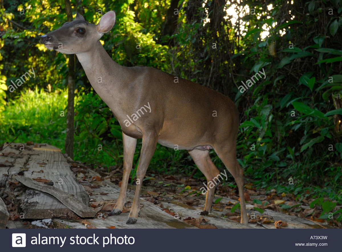 Central American Red Brocket | Project Zoo Wiki | Fandom