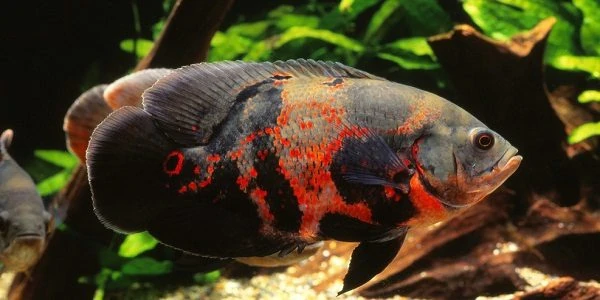 Common Oscar Fish