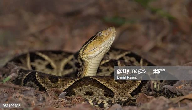 Fer-de-lance | Project Zoo Wiki | Fandom