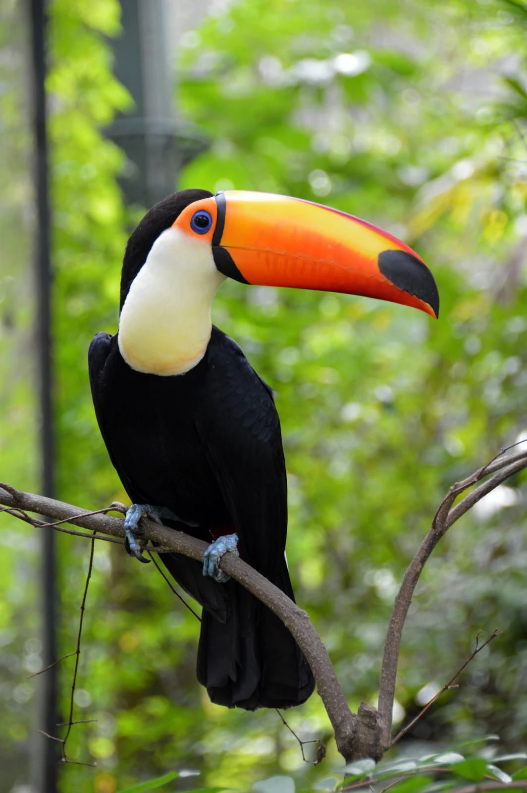 Toco Toucan | Project Zoo Wiki | Fandom