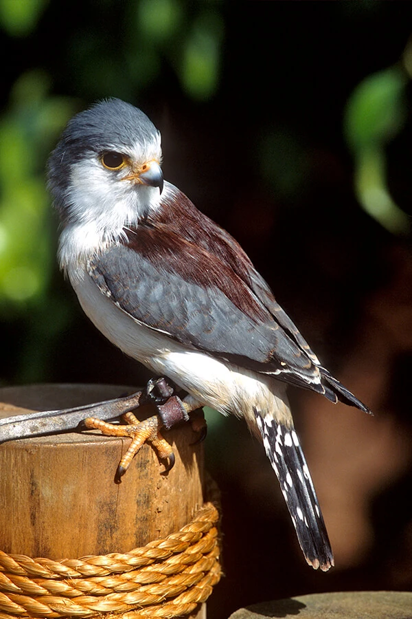 African Pygmy Falcon | Project Zoo Wiki | Fandom