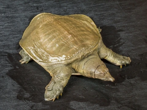 Chinese Softshell Turtle | Project Zoo Wiki | Fandom