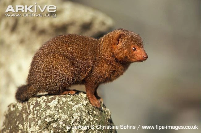 Common Dwarf Mongoose | Project Zoo Wiki | Fandom