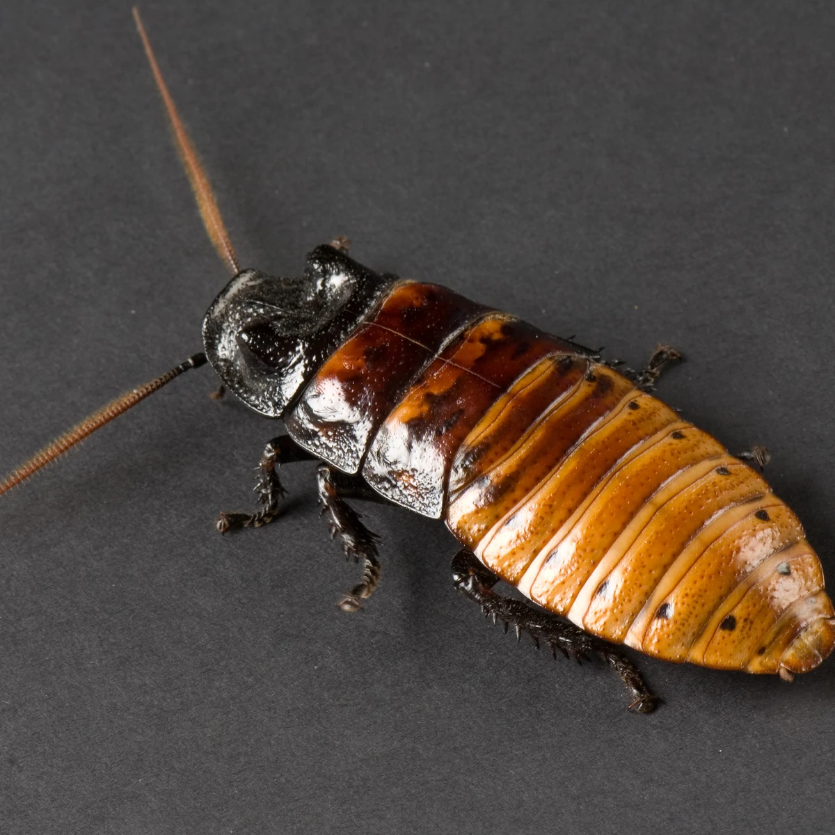 Hissing Cockroach | Project Zoo Wiki | Fandom