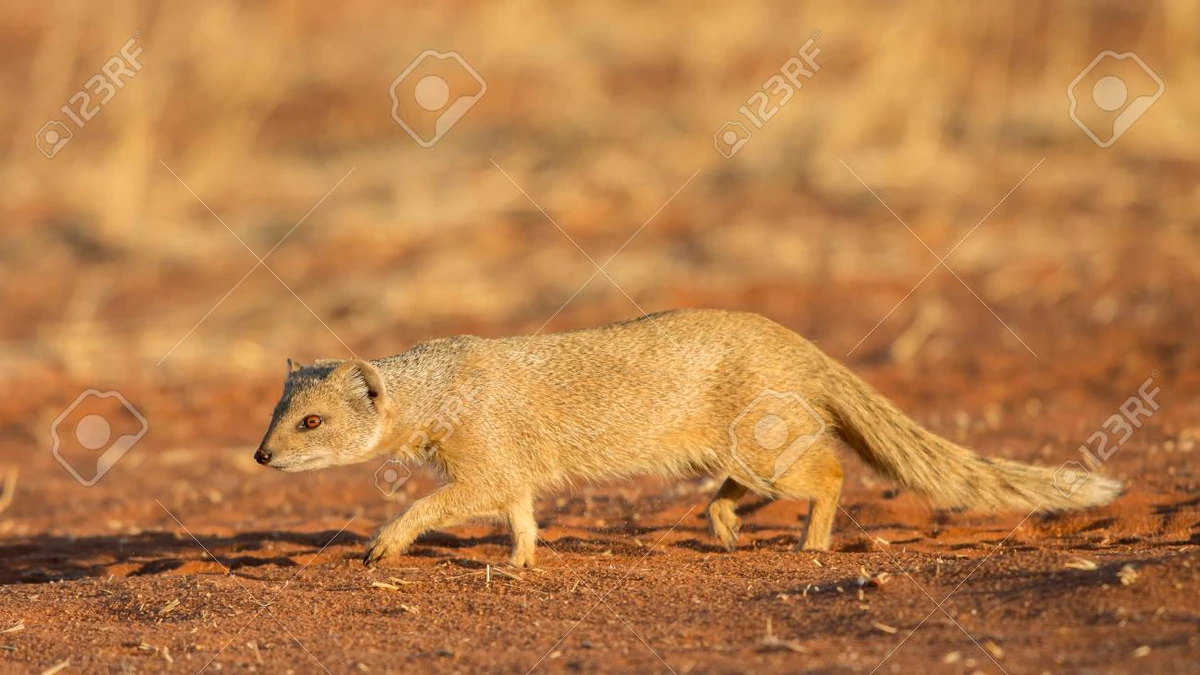 Yellow Mongoose | Project Zoo Wiki | Fandom