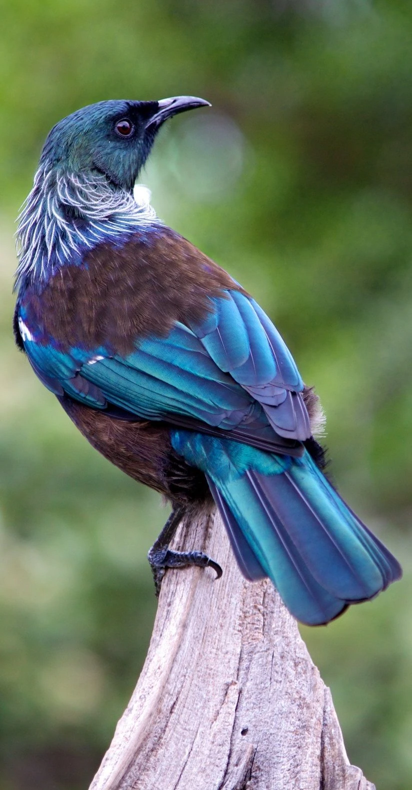 Tui | Project Zoo Wiki | Fandom
