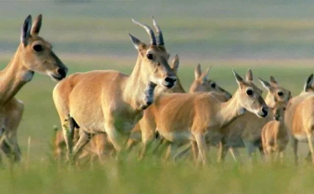 Mongolian Gazelle | Project Zoo Wiki | Fandom
