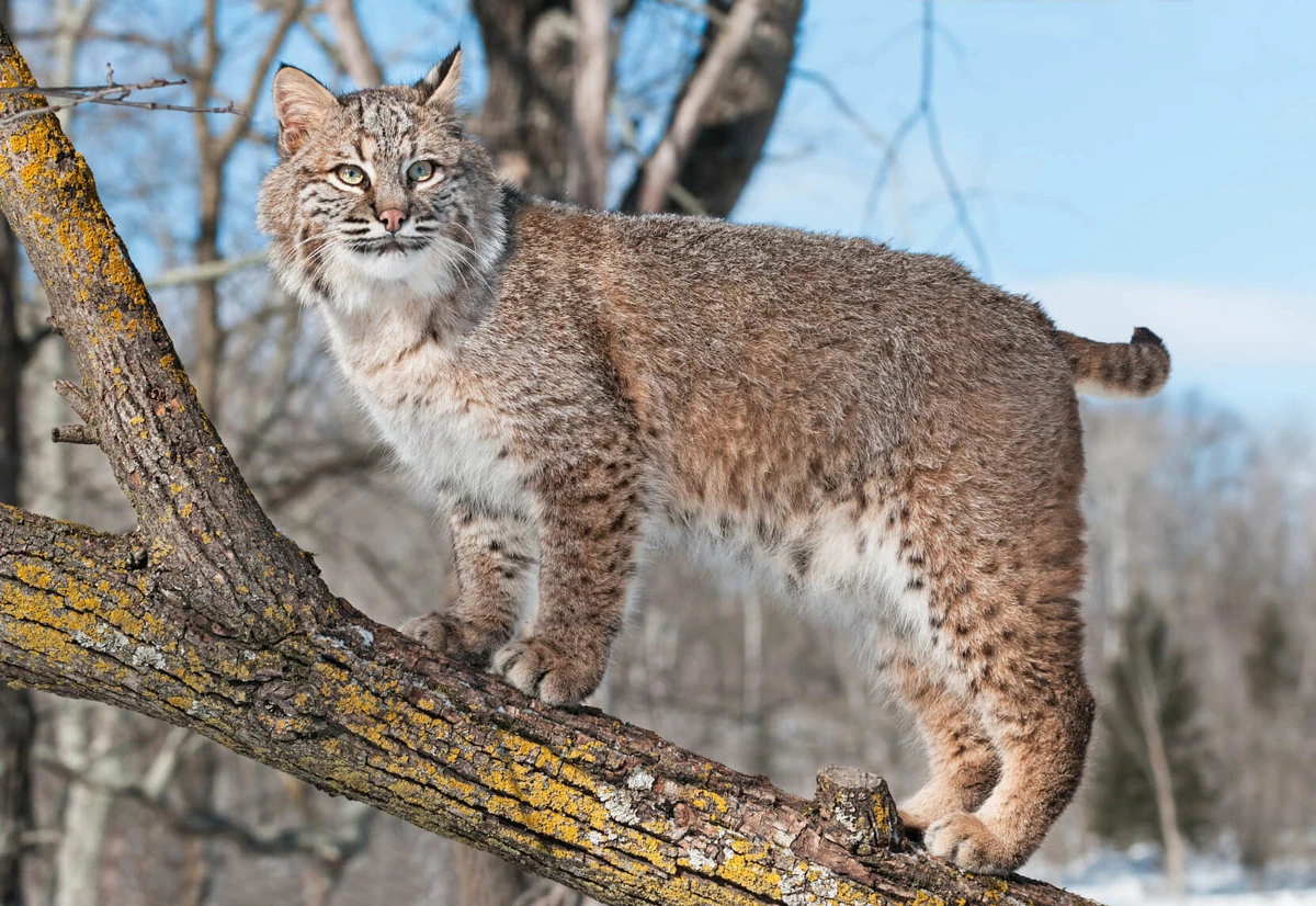Bobcat | Project Zoo Wiki | Fandom