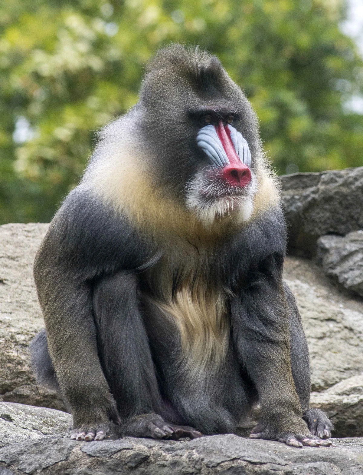 Mandrill | Project Zoo Wiki | Fandom
