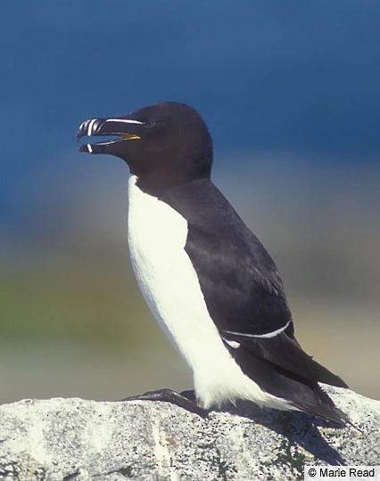 Razorbill | Project Zoo Wiki | Fandom
