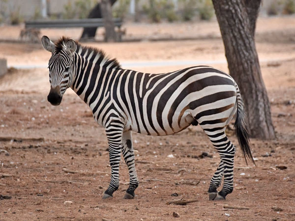 Plains Zebra/Subspecies Variants | Project Zoo Wiki | Fandom