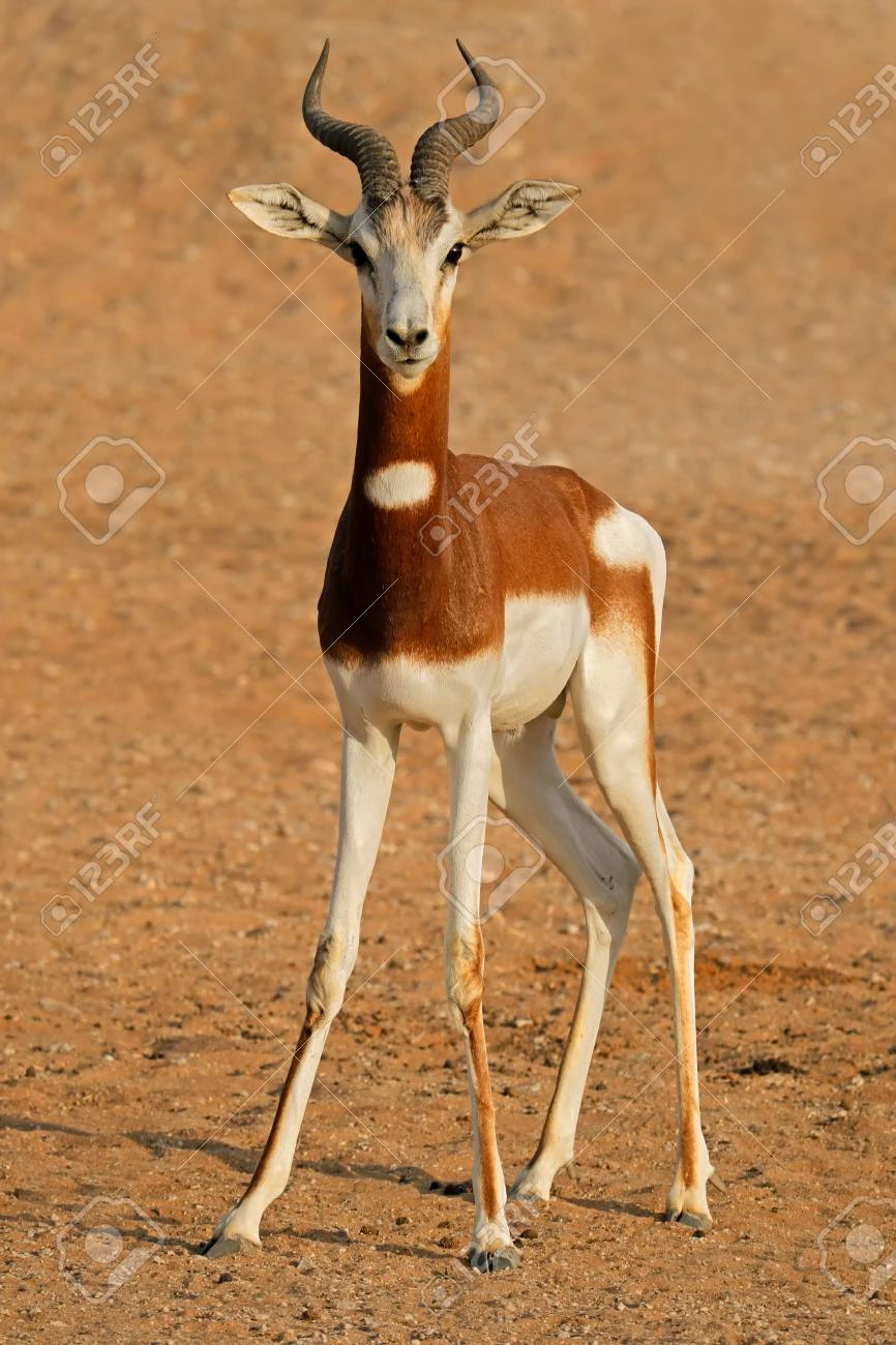 Dama Gazelle | Project Zoo Wiki | Fandom