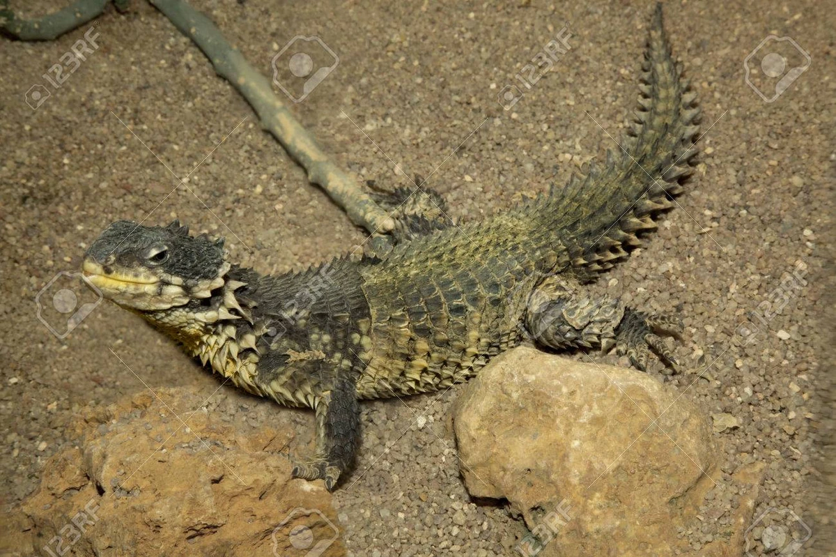 Giant Gridled Lizard | Project Zoo Wiki | Fandom