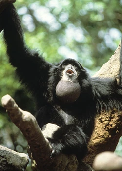 Siamang | Project Zoo Wiki | Fandom