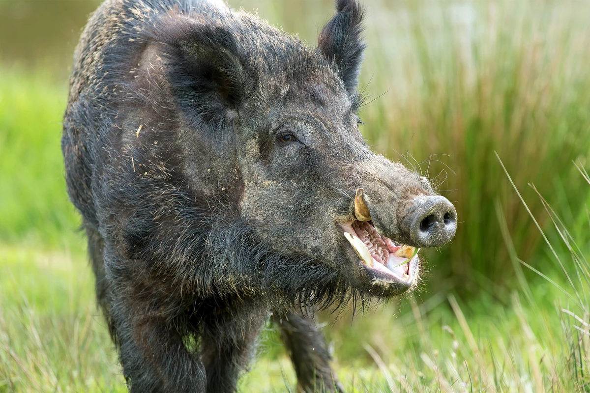 Wild Boar | Project Zoo Wiki | Fandom