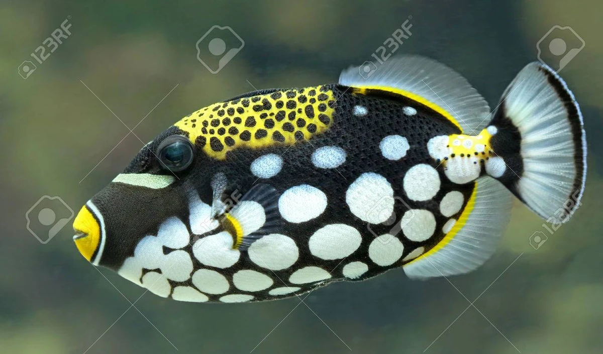 Clown Triggerfish | Project Zoo Wiki | Fandom