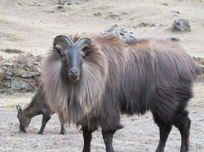 Himalayan Tahr | Project Zoo Wiki | Fandom