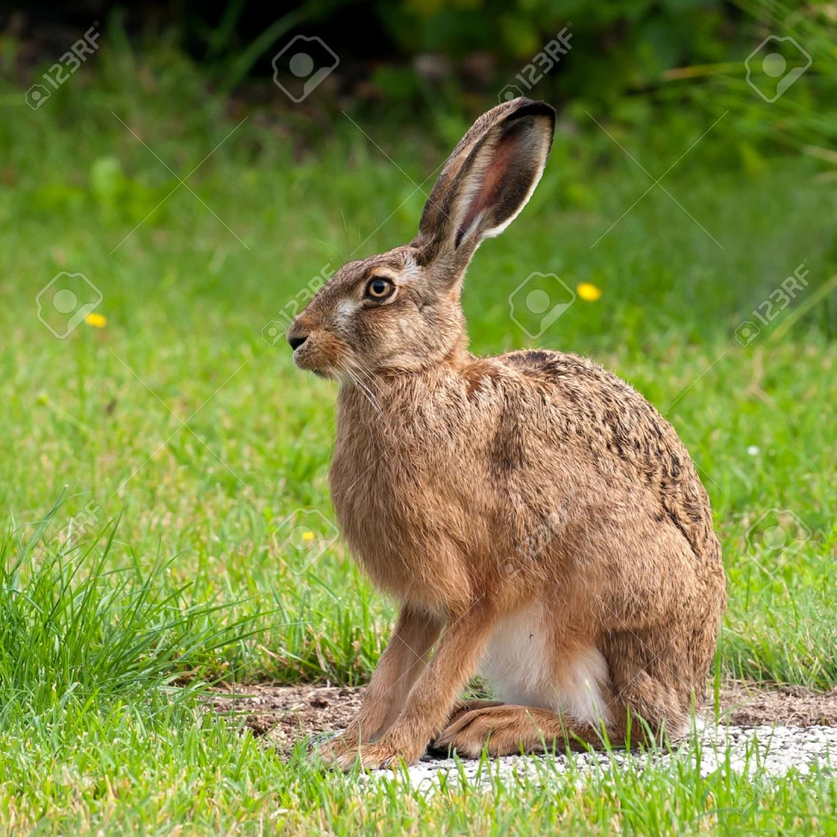 European Hare | Project Zoo Wiki | Fandom