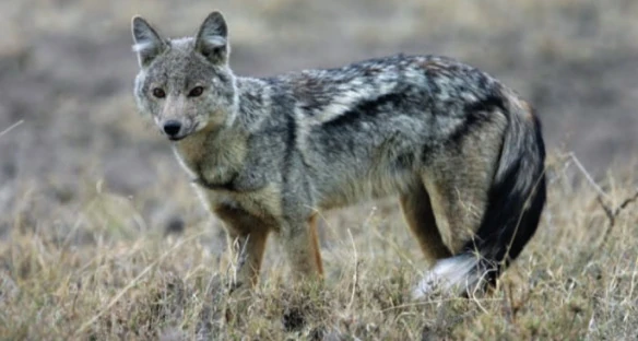 Side-striped Jackal | Project Zoo Wiki | Fandom