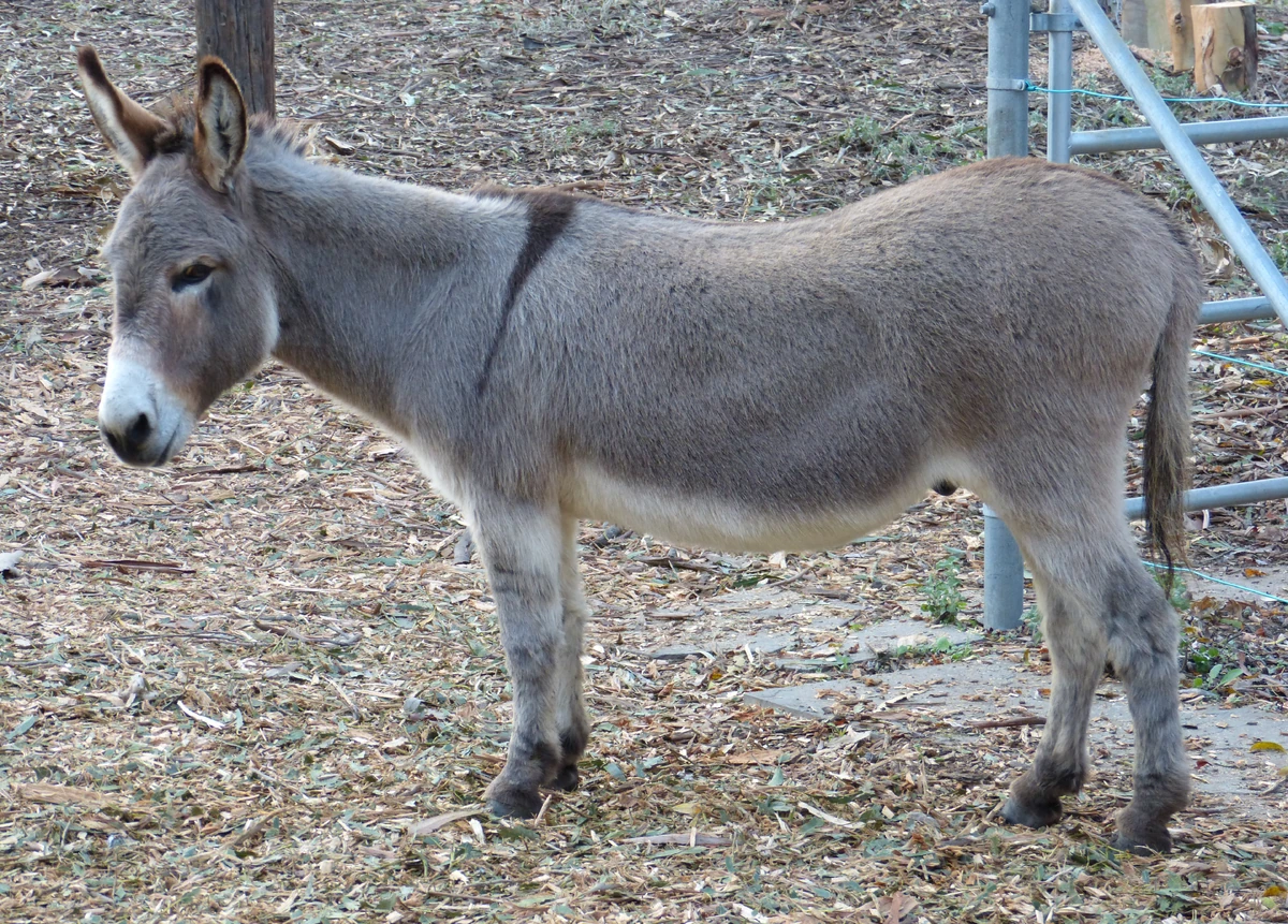 Domestic Donkey | Project Zoo Wiki | Fandom