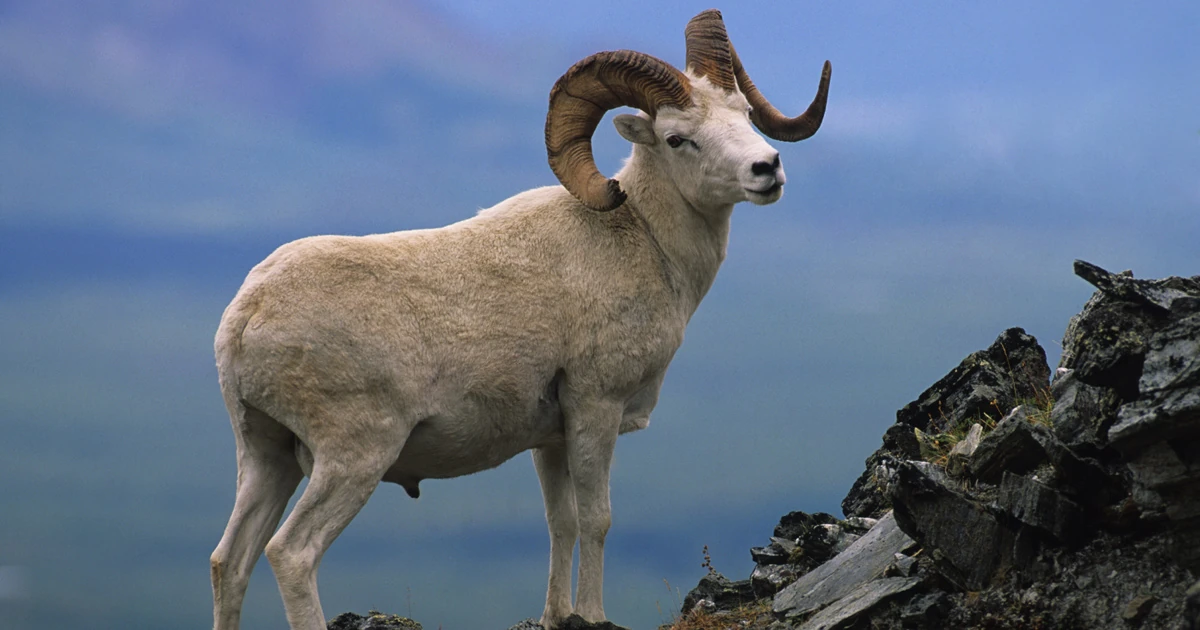 Dall Sheep | Project Zoo Wiki | Fandom