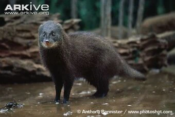 Marsh Mongoose | Project Zoo Wiki | Fandom