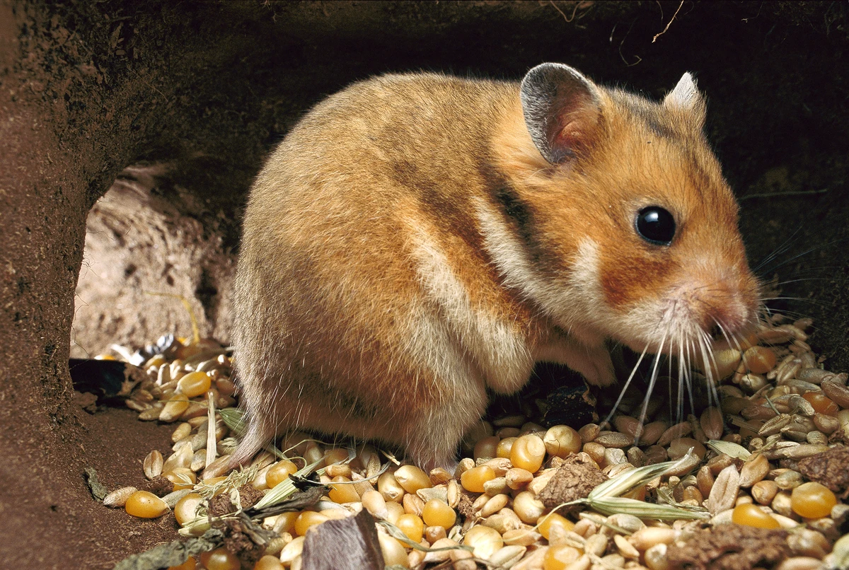 Golden Hamster | Project Zoo Wiki | Fandom