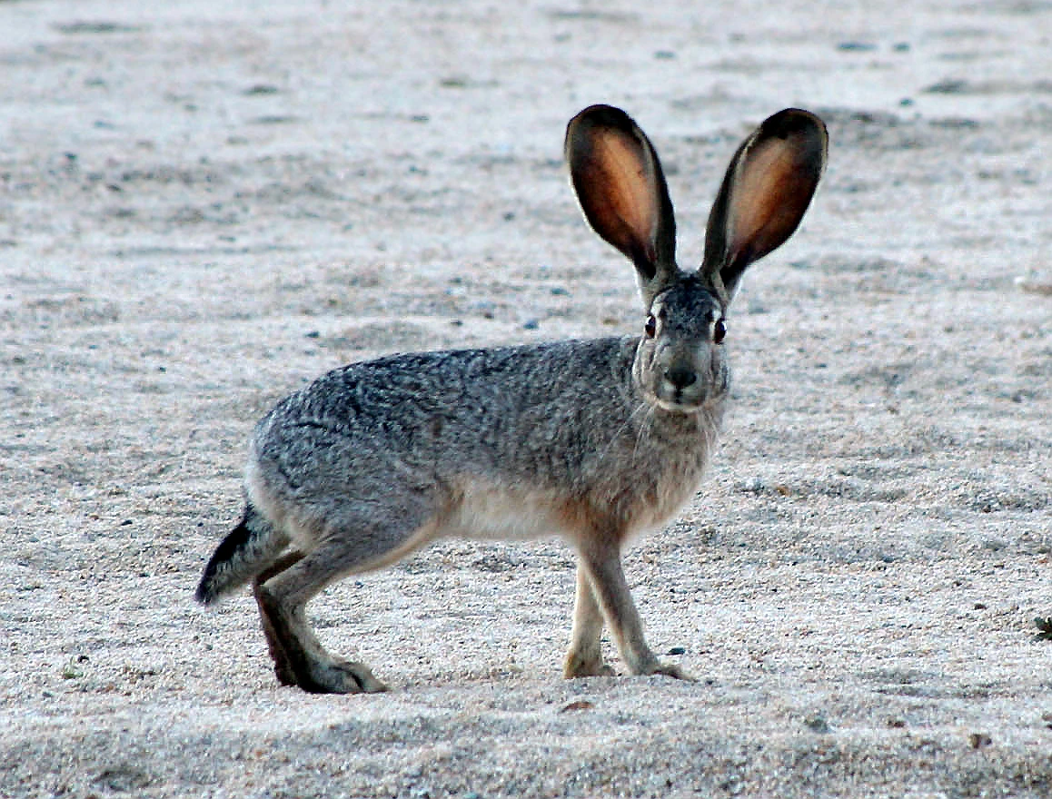 Black-tailed Jackrabbit | Project Zoo Wiki | Fandom