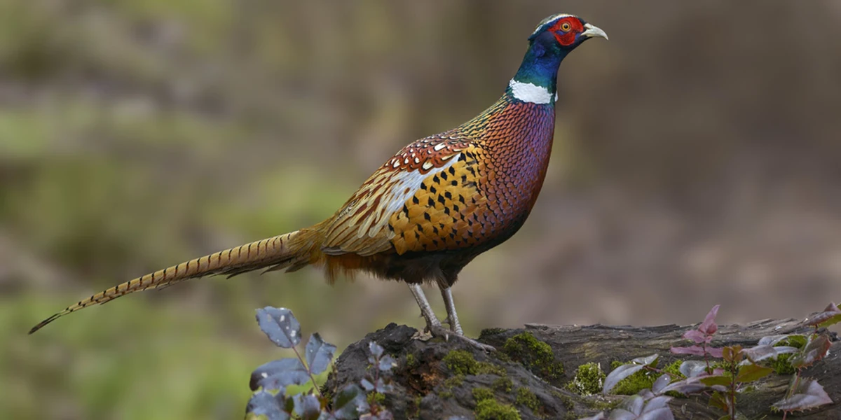 Ring-necked Pheasant | Project Zoo Wiki | Fandom